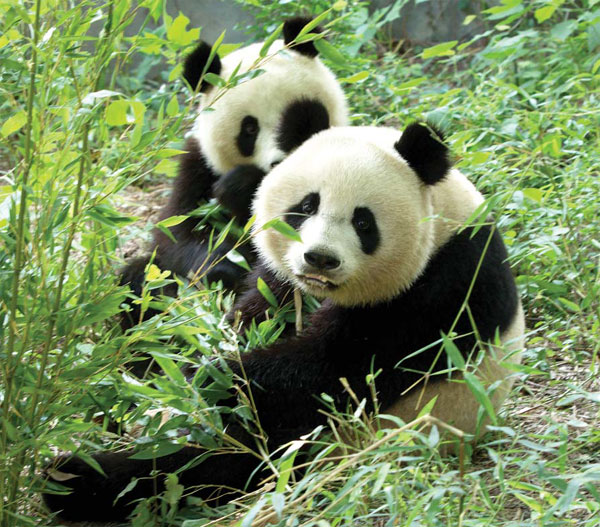 Paper from panda poop - EUROPE - Chinadaily.com.cn