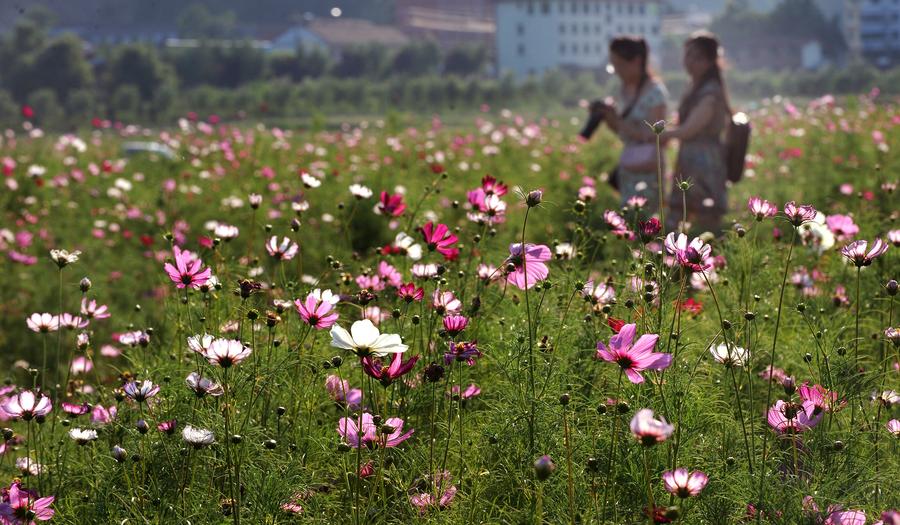 Gesang flowers in bloom in Liuba,Shaanxi province[1]|chinadaily.com.cn